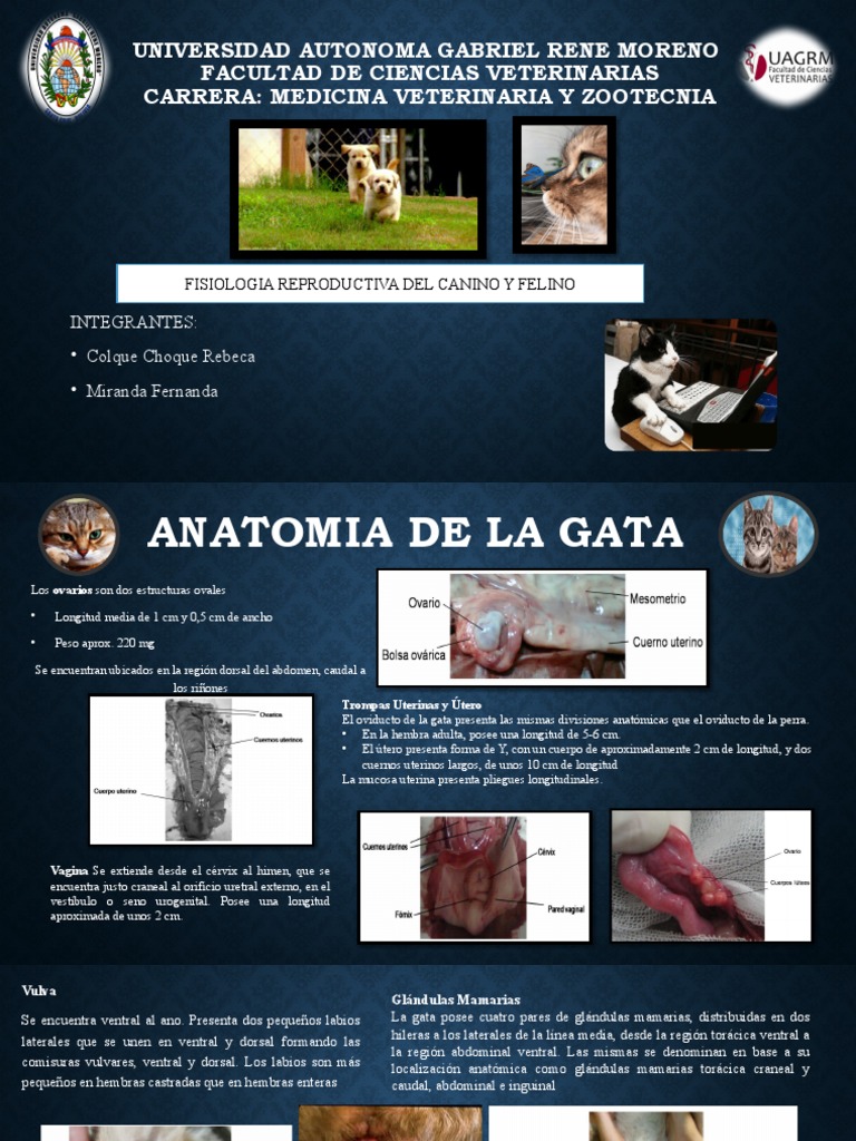 [ANATOMÍA Y FISIOLOGÍA REPRODUCTIVA DE LA HEMBRA CANINA Y FELINA] | PDF ...