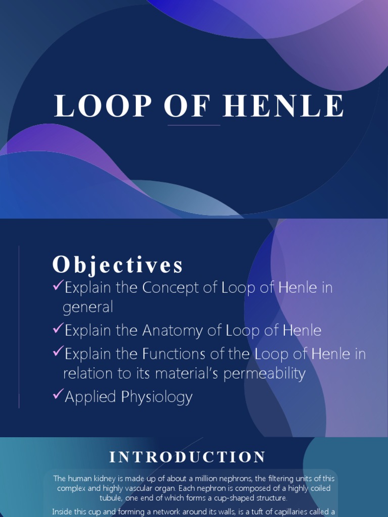 LOOP OF HENLE (Modified) | PDF | Animal Anatomy | Kidney