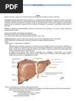 Anatomia do Fígado e Suas Estruturas | PDF | Fígado | Hepatócito