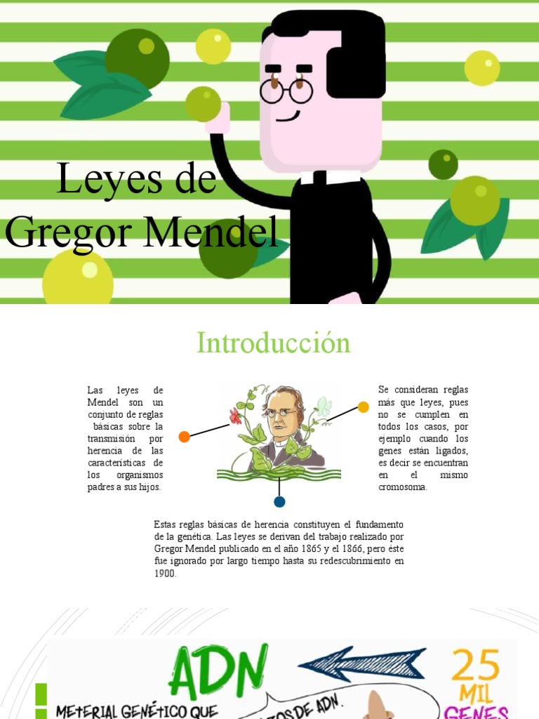 Tercera Ley de Mendel | PDF | Dominancia (Genética) | Alelo