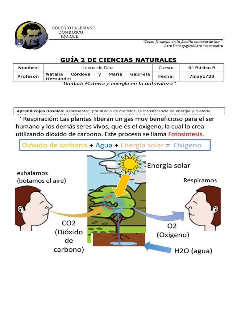 Fotosíntesis y Ecosistemas en 6° Básico | PDF