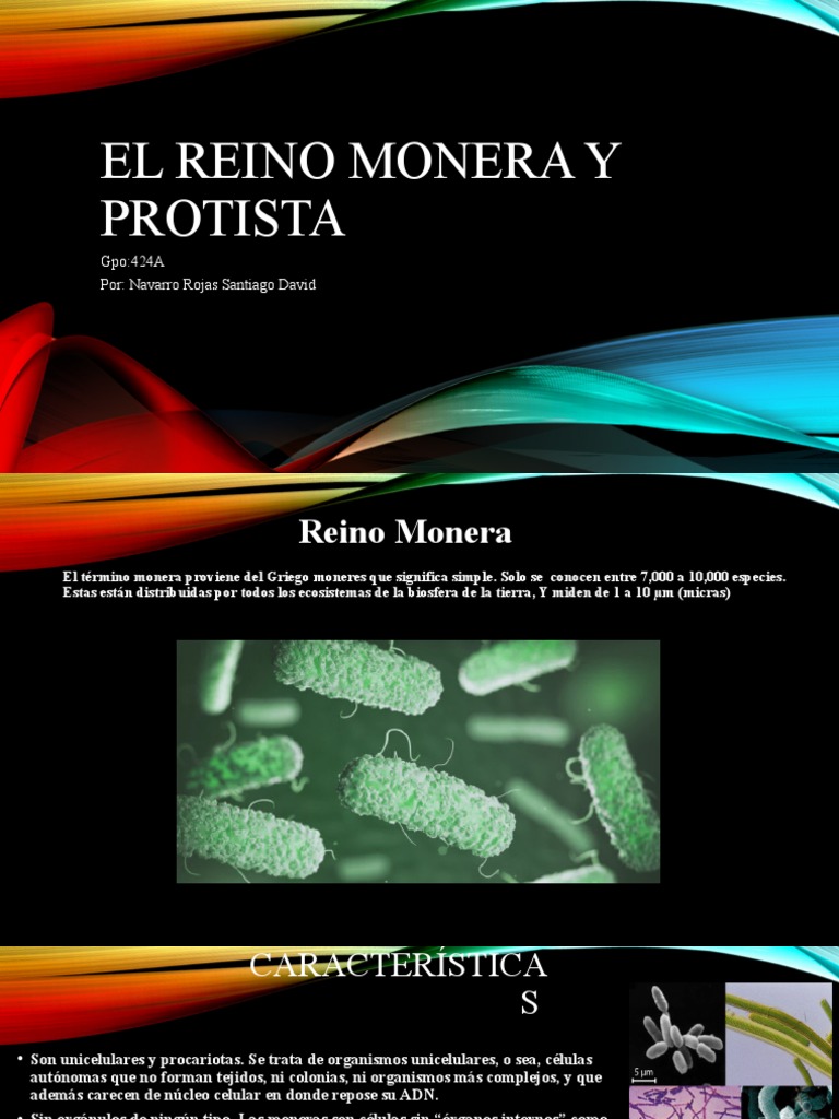Características del Reino Monera y Protista | PDF