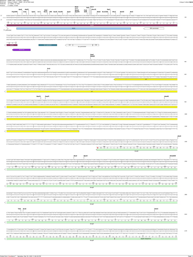 pGem-T Plasmid Sequence (Struktur Rantai Sequence) | PDF ...