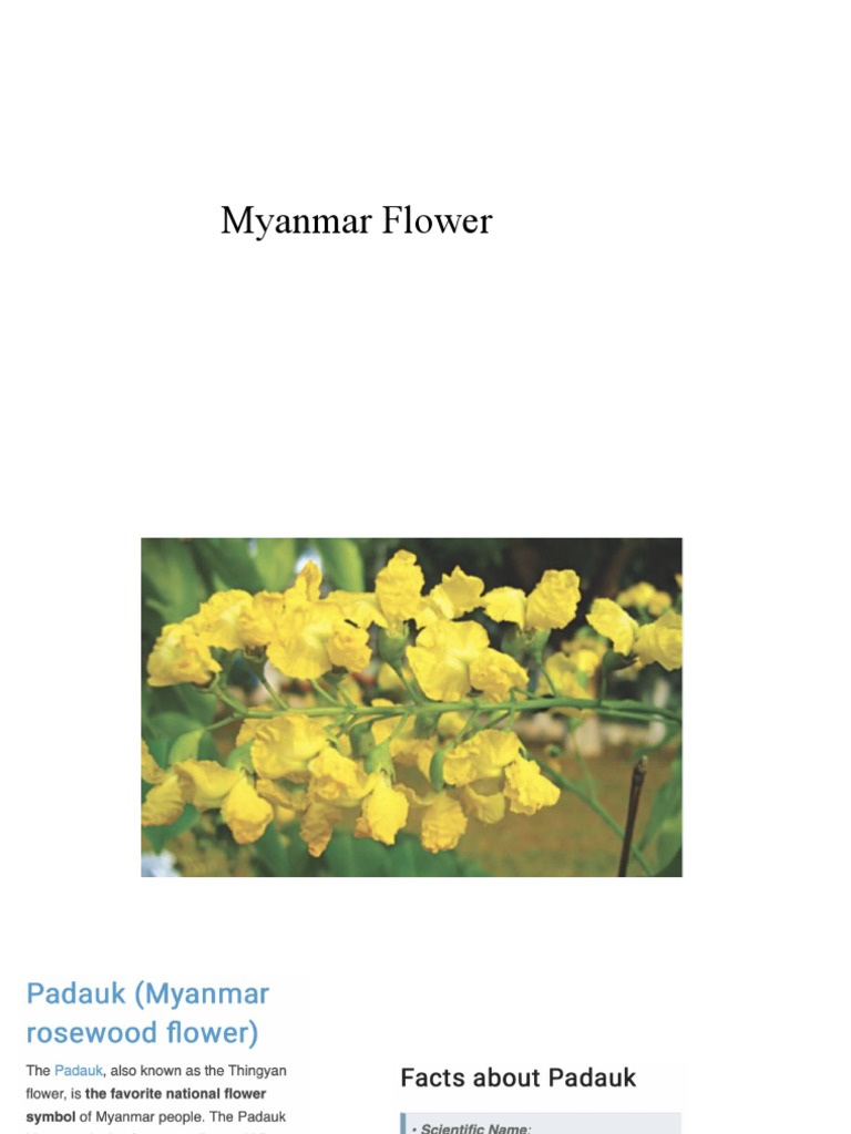Myanmar Flower Enthusiasts | PDF