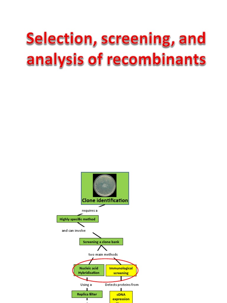 08 Selection, Screening, and Analysis of Recombinants | PDF | Blot ...