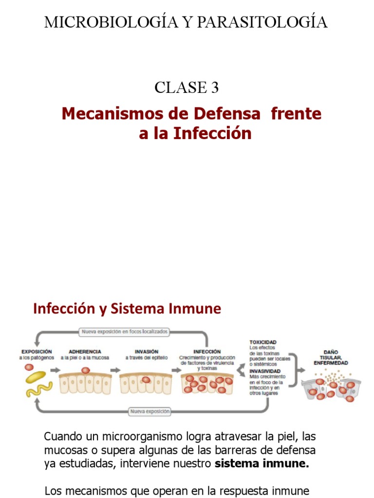 Clase 3 Inmunidad Adquirida | PDF | Sistema inmune | Linfocitos
