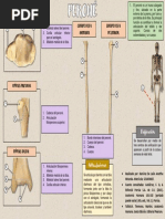 Tibia y Perone | PDF | Sistema esquelético | Anatomía humana
