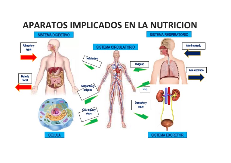 Aparatos Implicados en La Nutricion | PDF