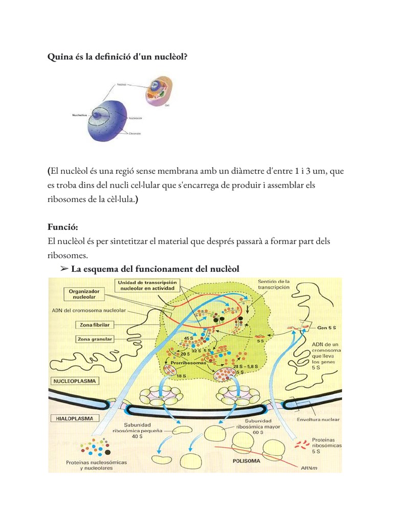 Bien Explicada! Nuclèol | PDF