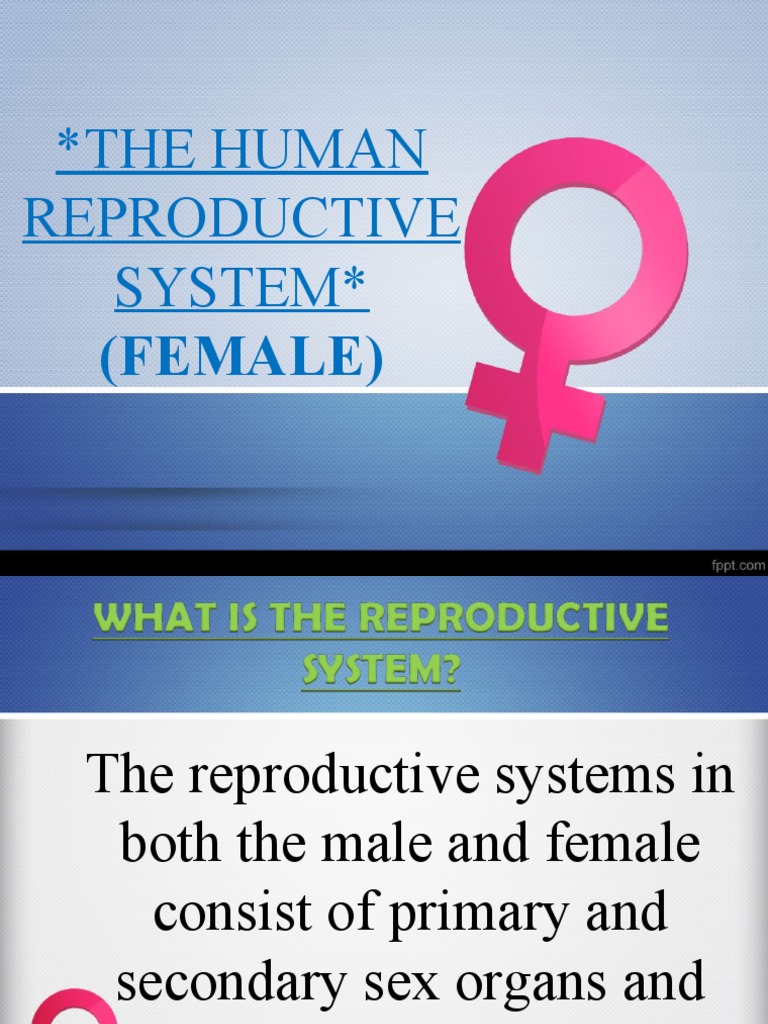 Female Reproductive System | PDF
