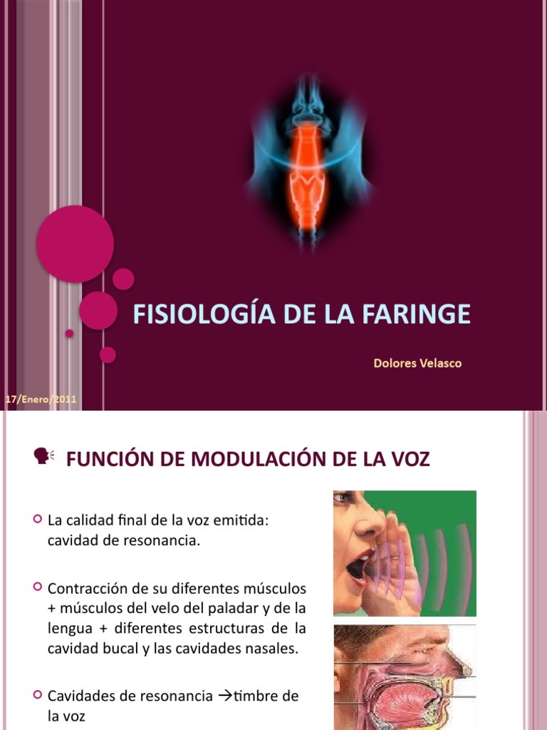 Fisiología de la Faringe y Funciones | PDF | Anatomía humana | Anatomía