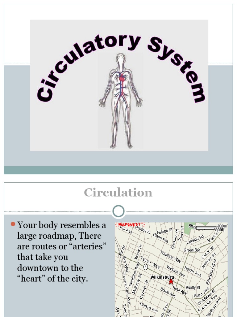 Overview of the Human Circulatory System | PDF