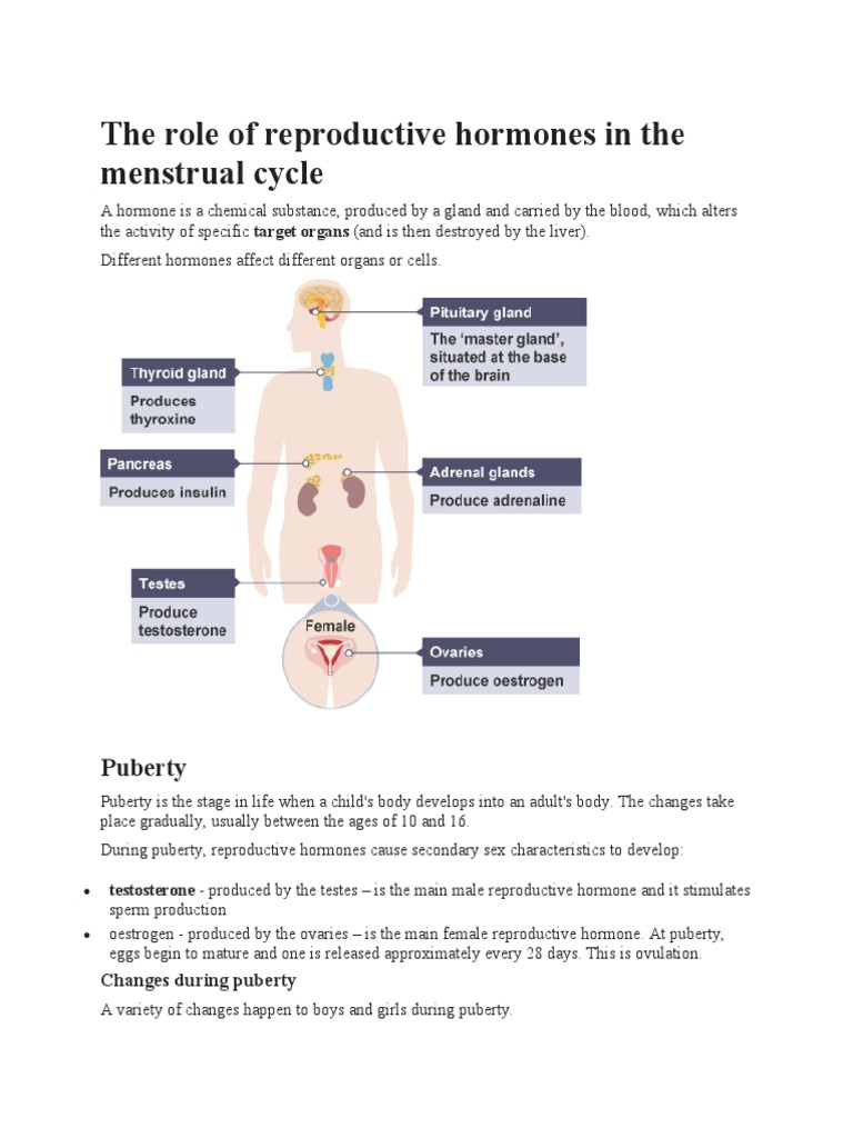 The Role of Reproductive Hormones | PDF