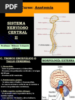 Conducto Ependimario | PDF | Sistema nervioso central | Anatomía humana