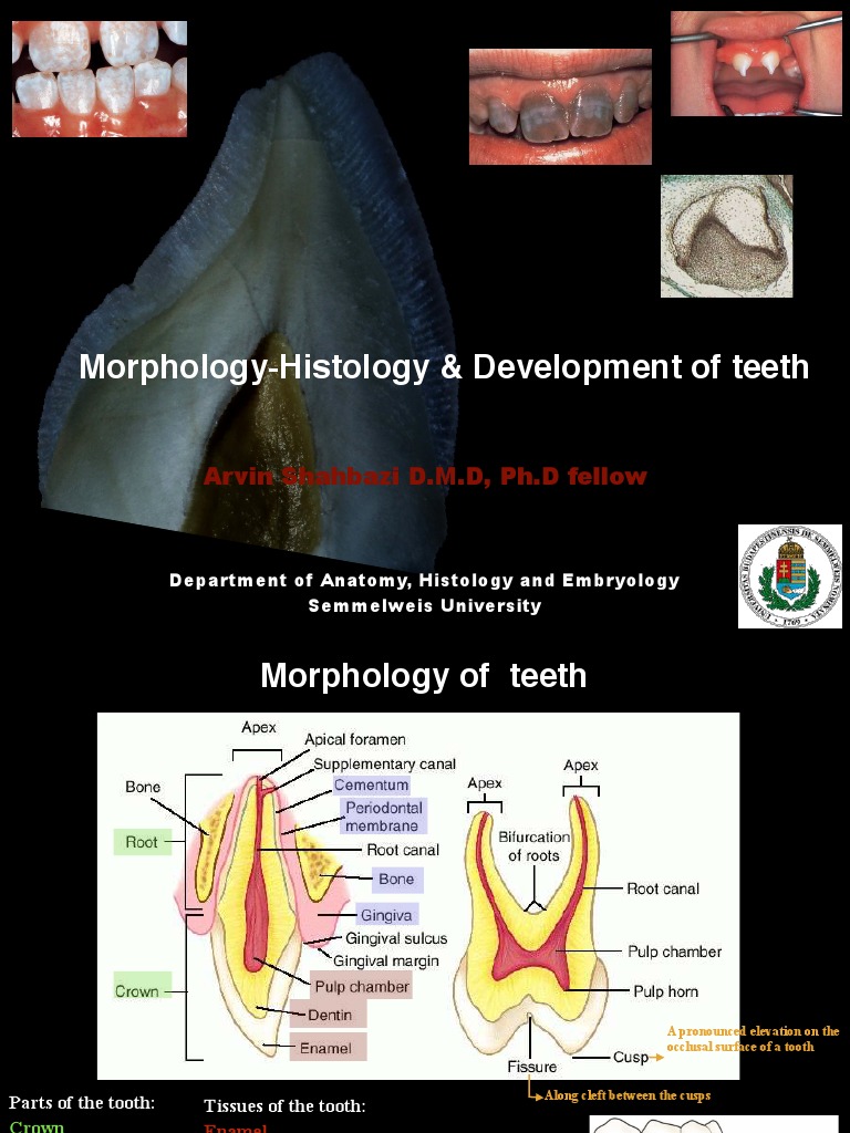 Tooth Morphology Histology Development PDF | PDF | Language Arts ...