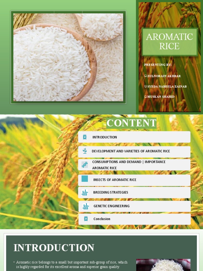 AROMATIC RICE ppt (1) (1).pptx | PDF