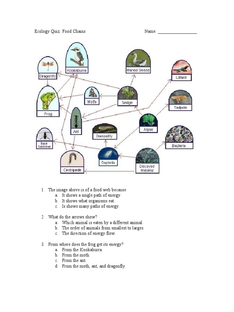 Ecology Quiz on Food Chains & Webs | PDF