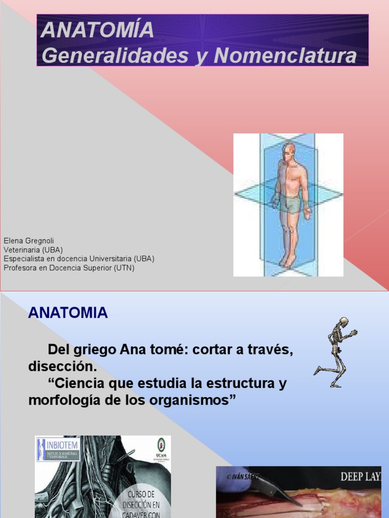 3 - Anatomía - Generalidades Planimetria, Ejes y Terminos de Posicion | PDF
