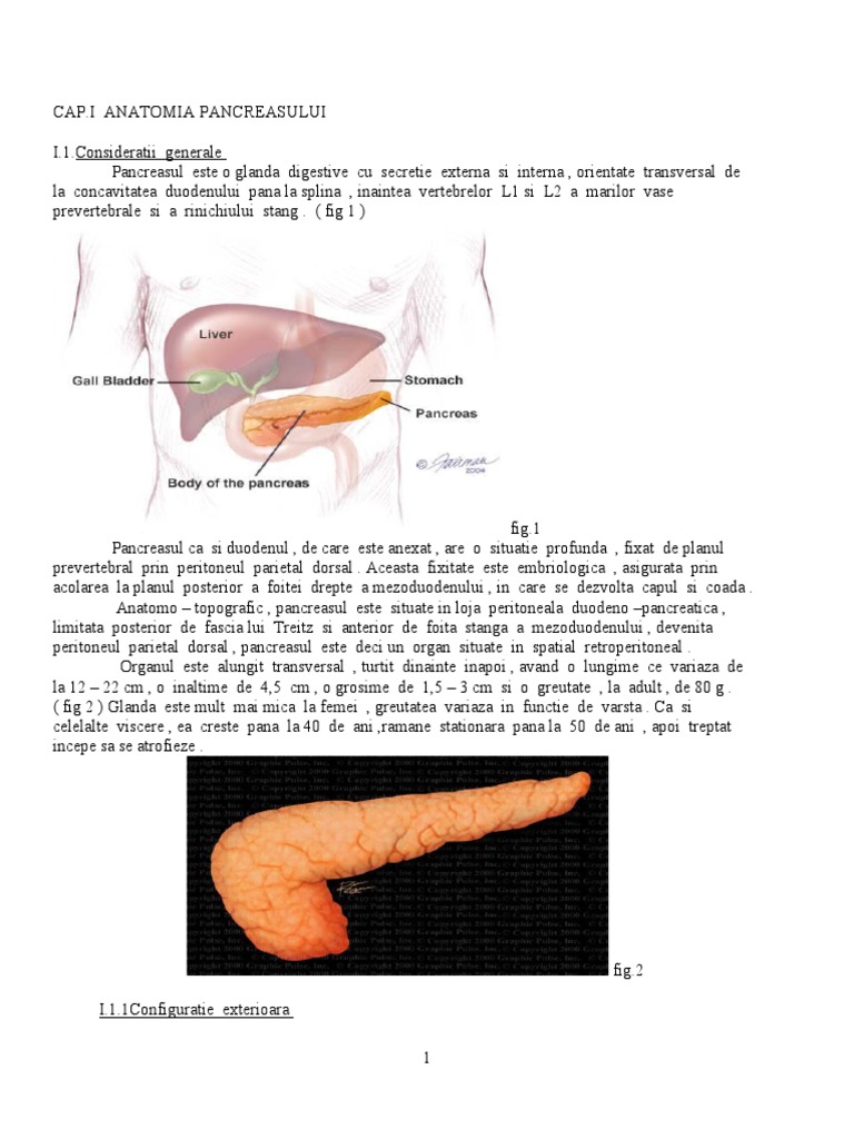 Anatomia Pancreasului | PDF