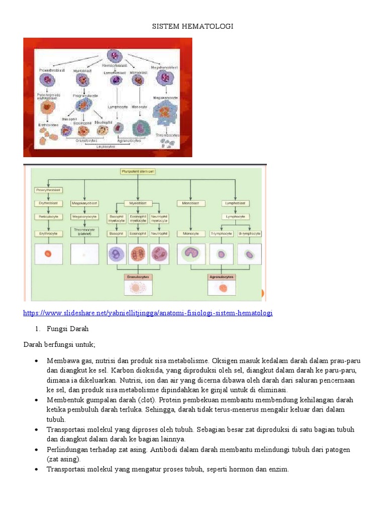 Sistem Hematologi | PDF
