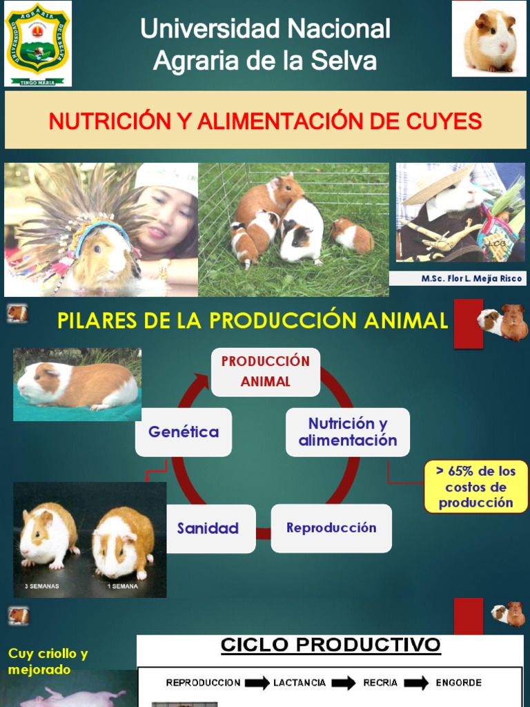 Nutricion y Alimentación Cuyes PDF | PDF