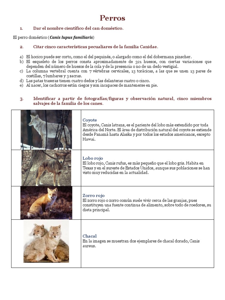 Perros PDF | PDF