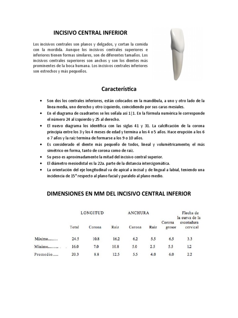 Dientes Inferiores | PDF | Anatomia dental | Boca