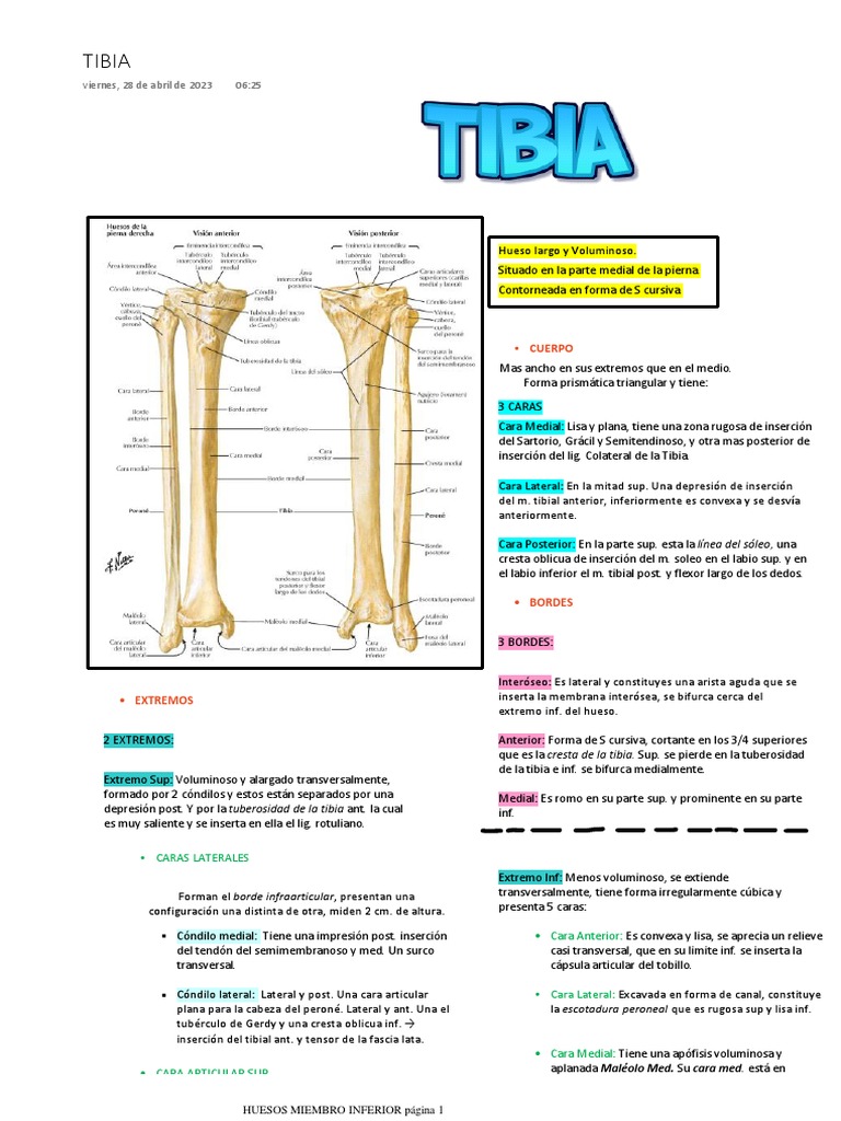 Tibia | PDF