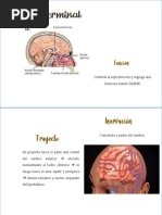 Signo del Témpano y Fabela en Rodilla | PDF | Rodilla | Pie
