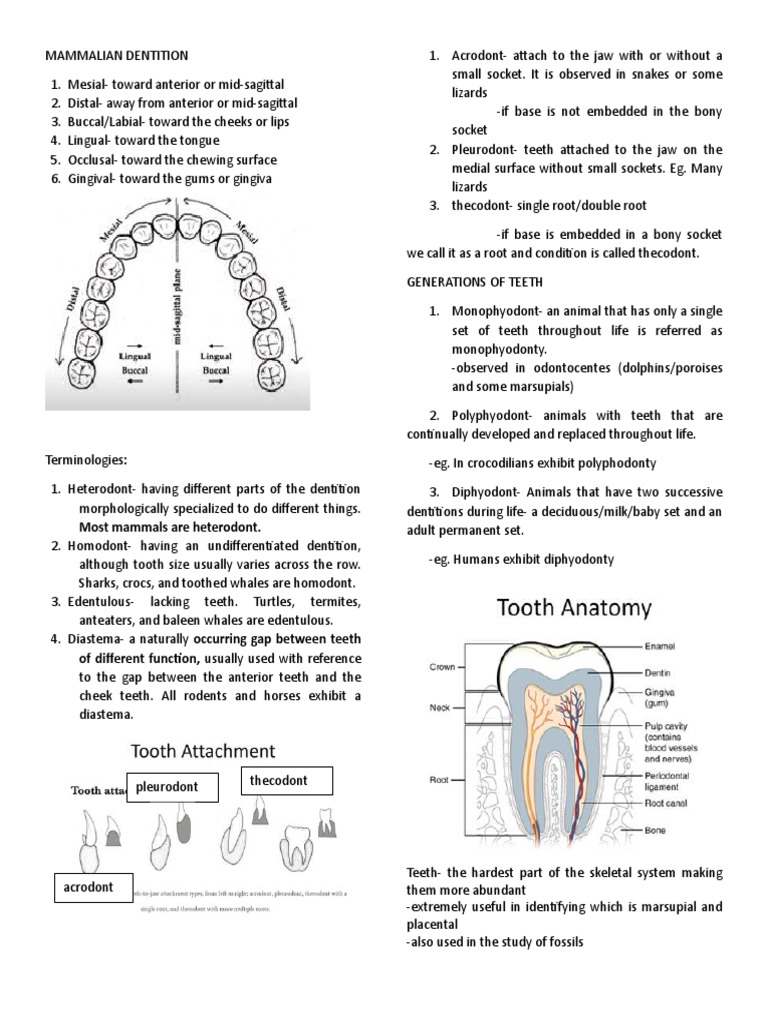 Mammalian Dentition | PDF | Tooth | Dental Anatomy