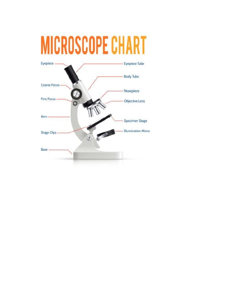 Infografia Microscopio | PDF