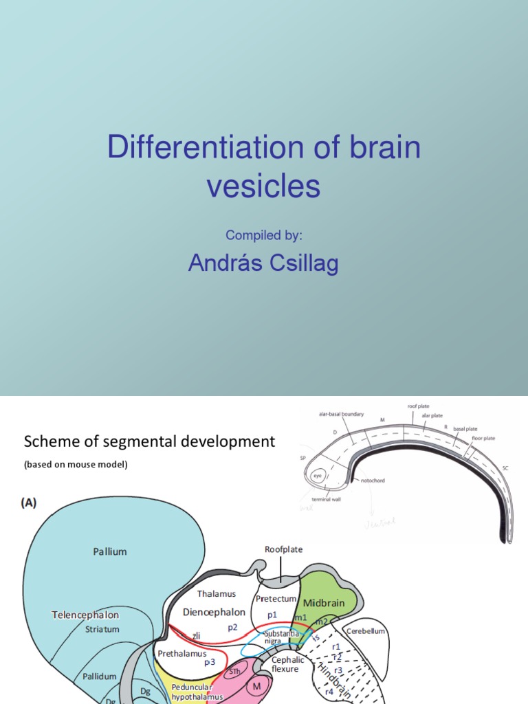 Differentiation of Brain Vesicles Diencephalon PDF | PDF | Brain | Cerebrum