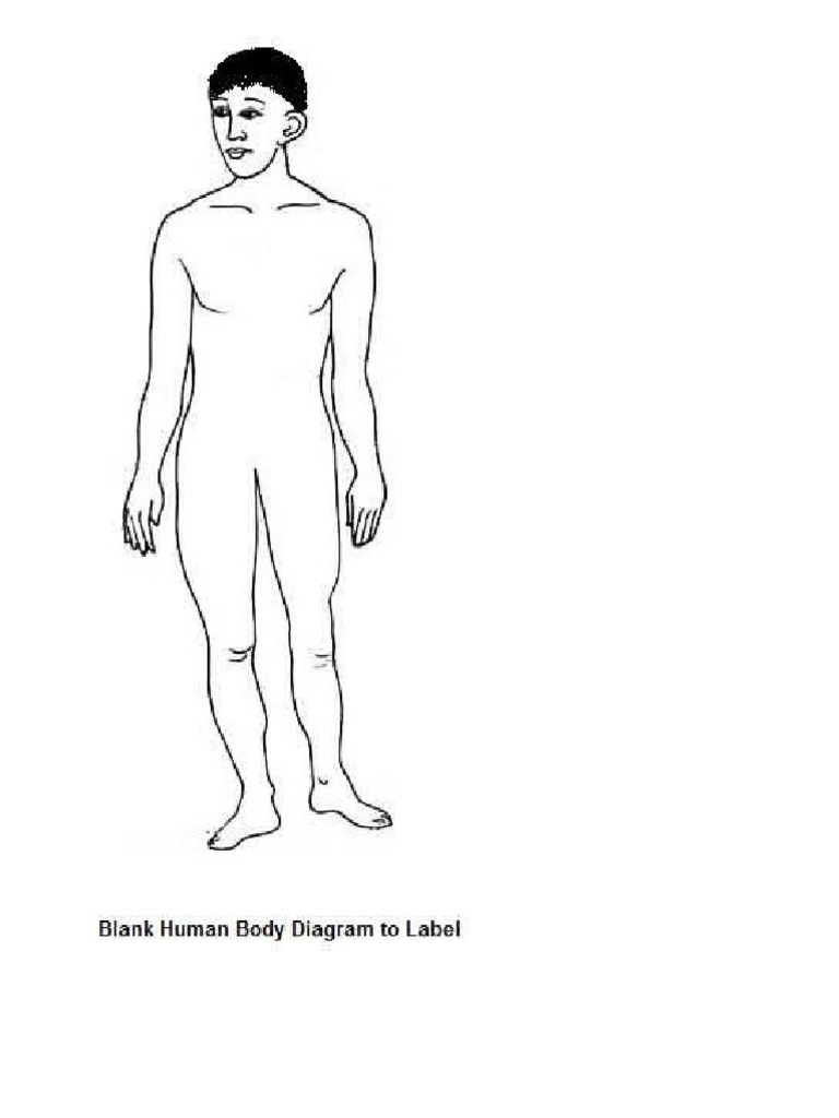 Human Body Diagram | PDF