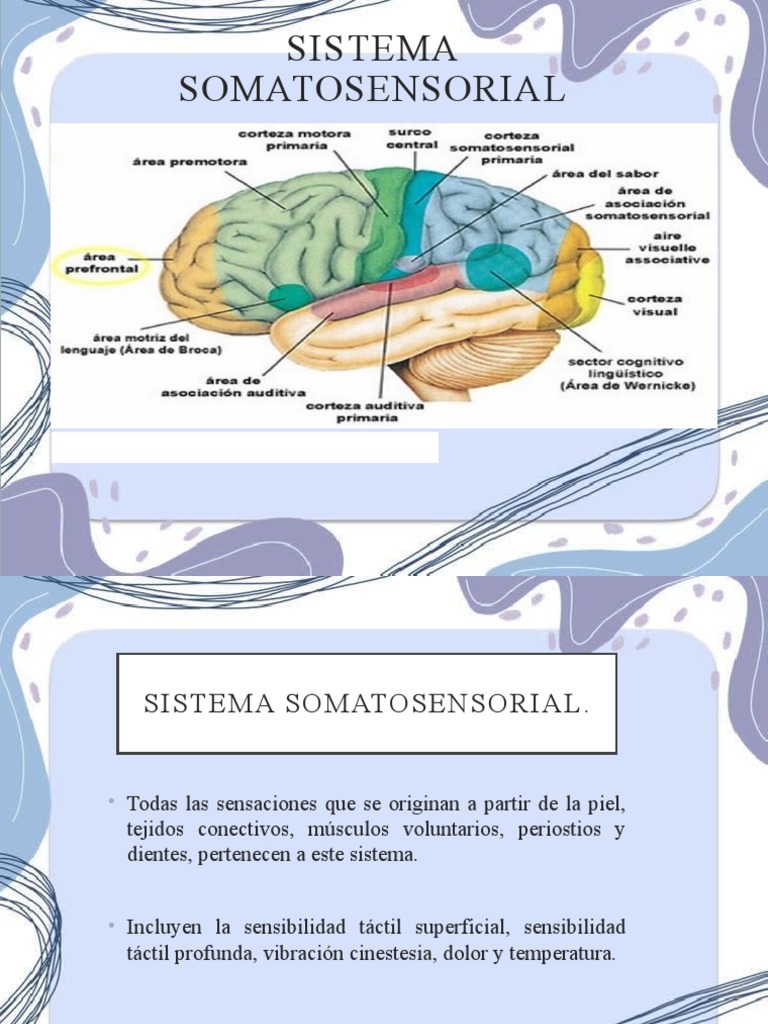 Sistema Somatosensorial: Funciones y Estructura | PDF