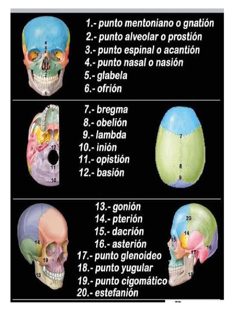 Puntos Craneometricos PDF | PDF