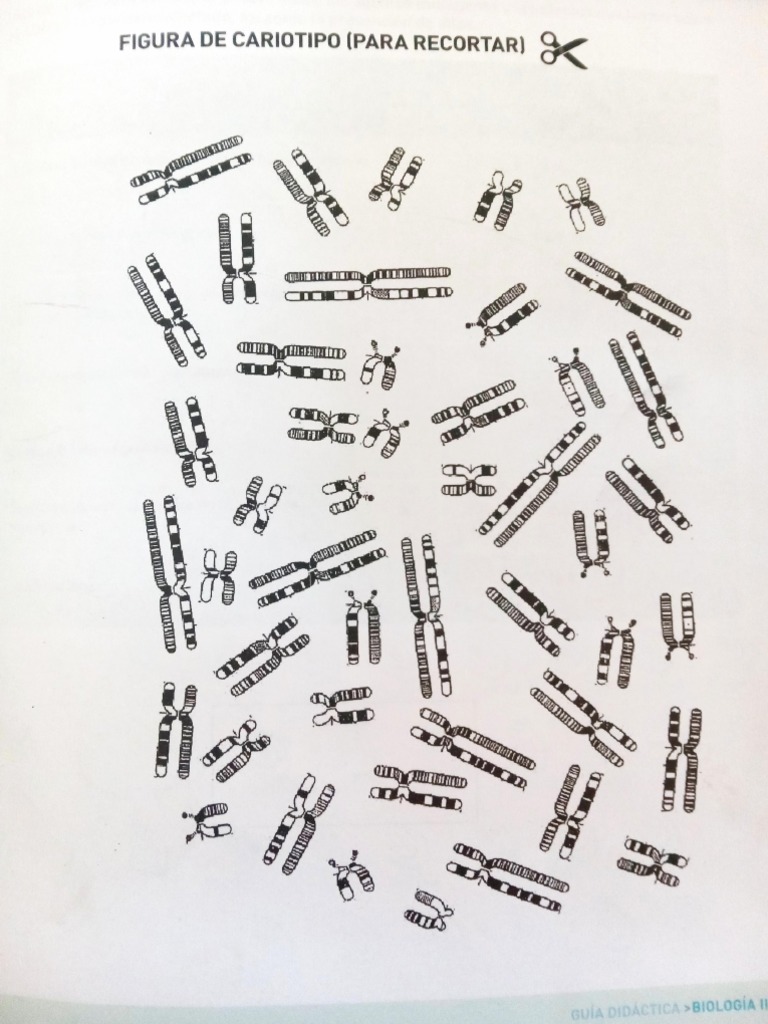 Cariotipo | PDF