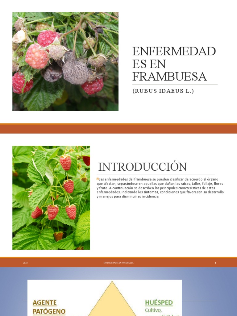 ENFERMEDADES EN FRAMBUESA.pptx | PDF