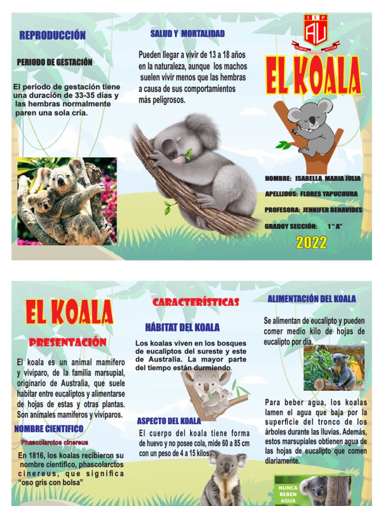 El Koala Triptico PDF | PDF