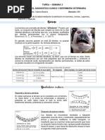Formulas Dentales de Los Animales Domésticos | PDF