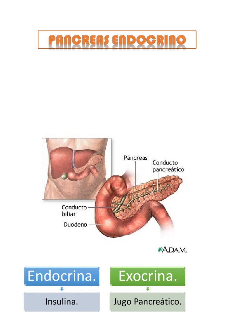 Pancreas, PDF | PDF