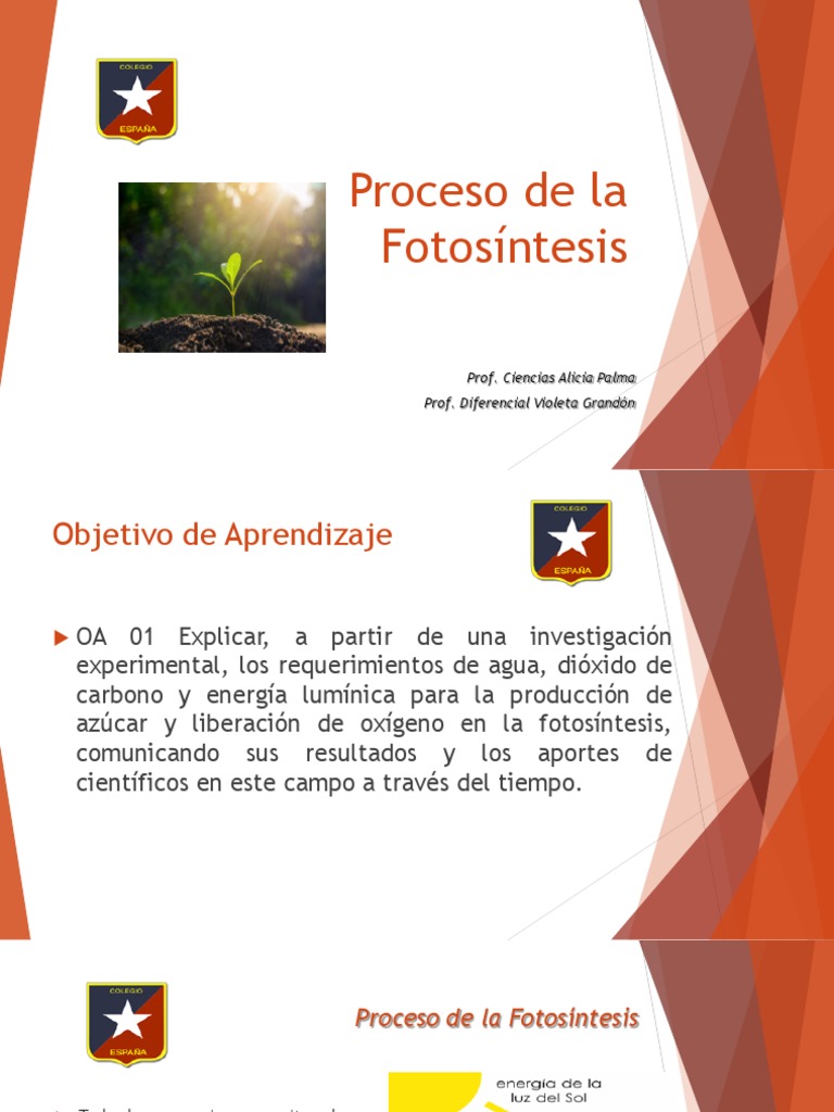Fotosintesis ppt.6 Año | PDF