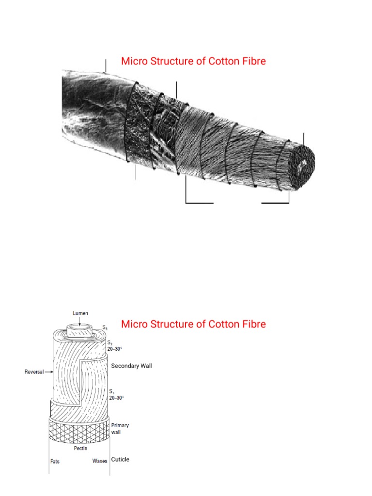 Micro Structure of Cotton PDF | PDF
