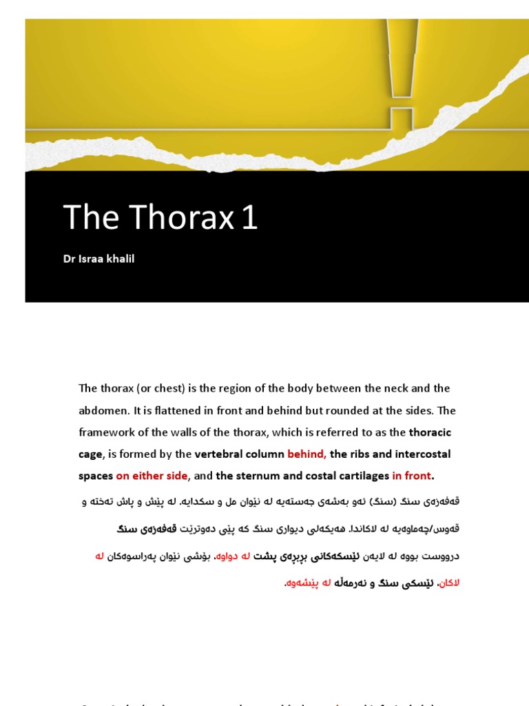 Thorax 1 Pdf Pdf
