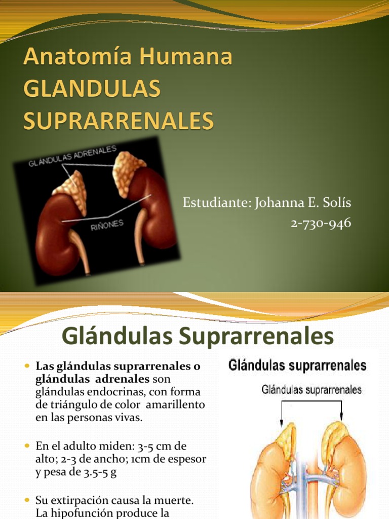 Glandulas Suprarrenales-Anatomia | Descargar gratis PDF | Glándula ...