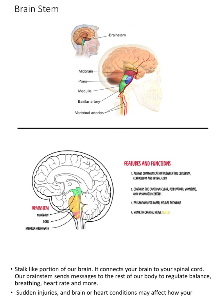 Brain Stem.pdf | PDF