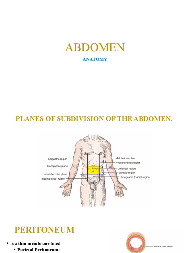 Anatomy of the Abdomen and Peritoneum | PDF