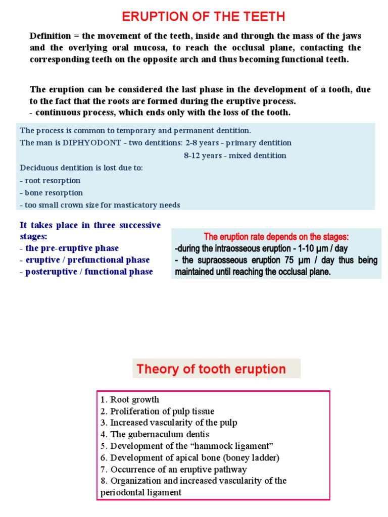 Eruption of The Teeth | PDF | Tooth | Human Tooth