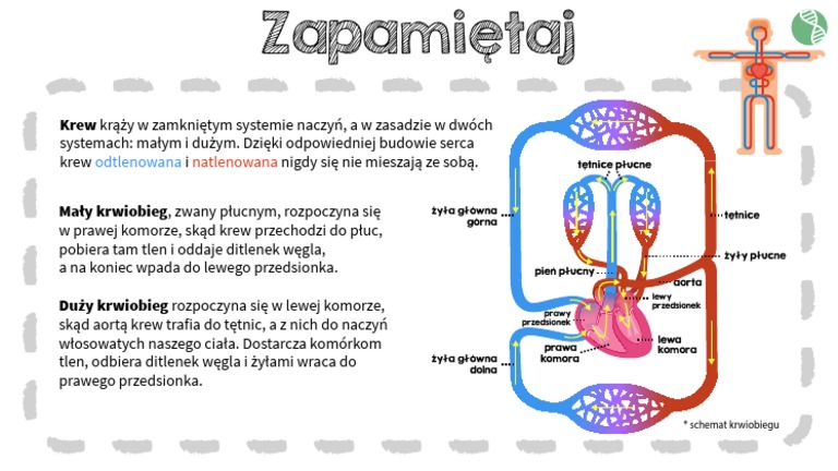 bio00181_Krwiobieg_maly_i_duzy | PDF