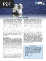 Bald Eagle Fact Sheet | PDF | Bald Eagle | Ddt