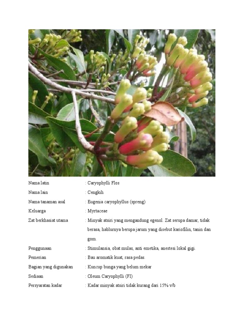 Informasi tentang Caryophylli Flos | PDF